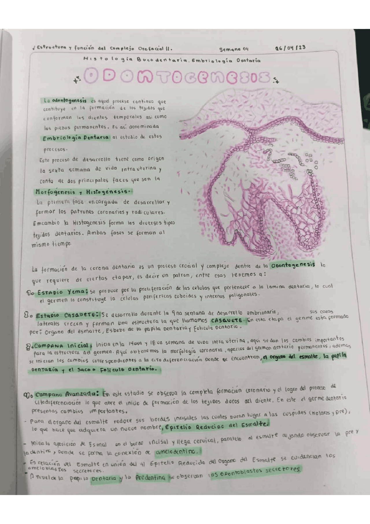 La obesidad, factores y medidas de prevención | Esquemas y mapas conceptuales de Fundamentos ...