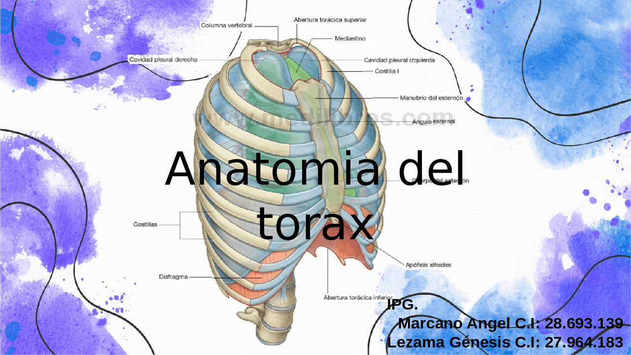 Anatomía del tórax | Esquemas y mapas conceptuales de Anatomía | Docsity