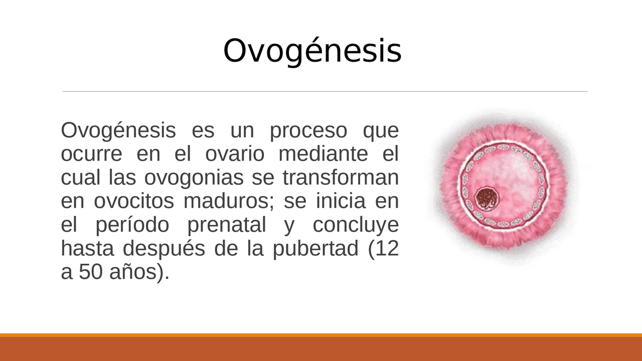 Ovogénesis: el proceso de formación y maduración de los óvulos en el ...