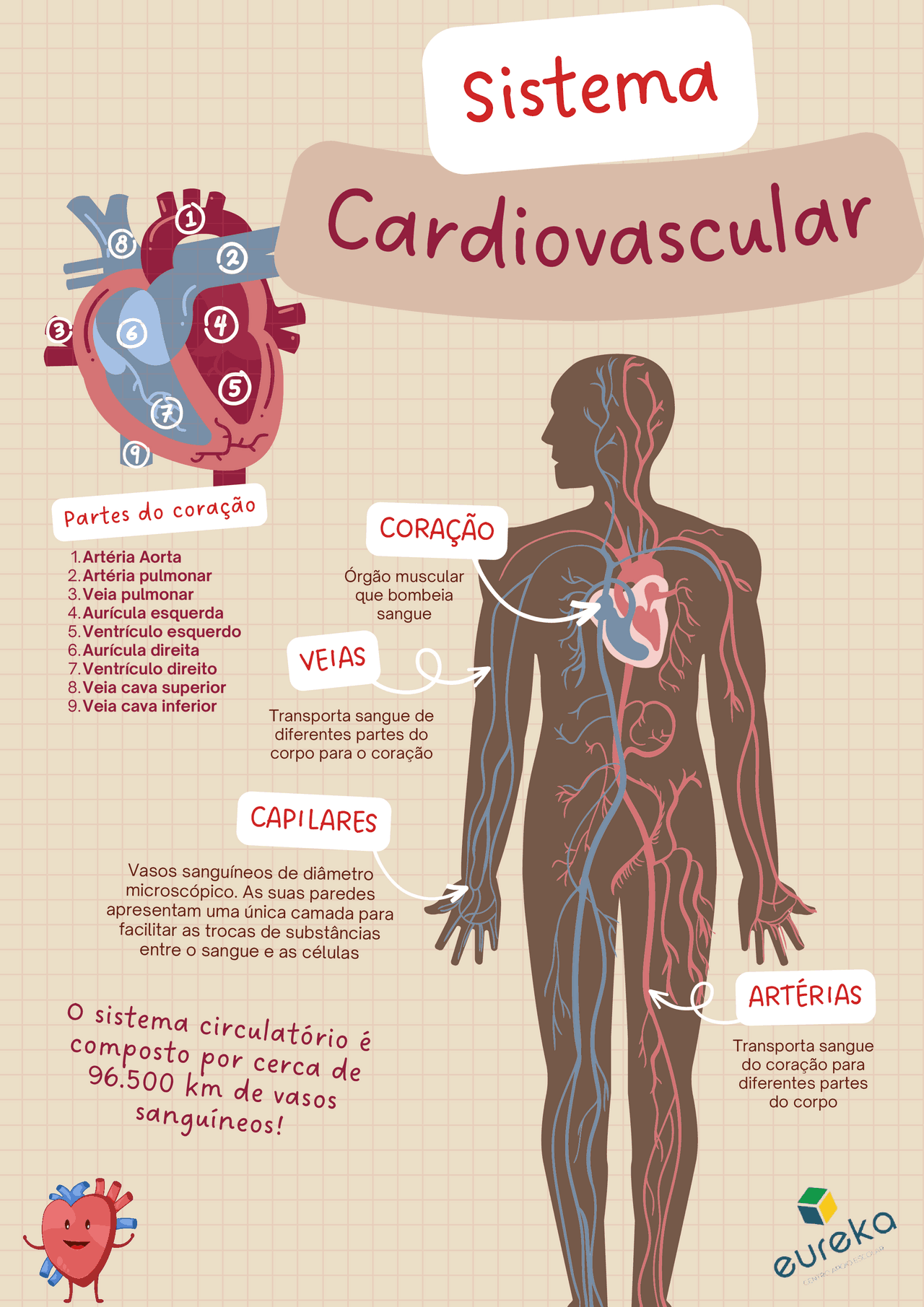 sistemas do corpo humano | Esquemas Atualidades | Docsity