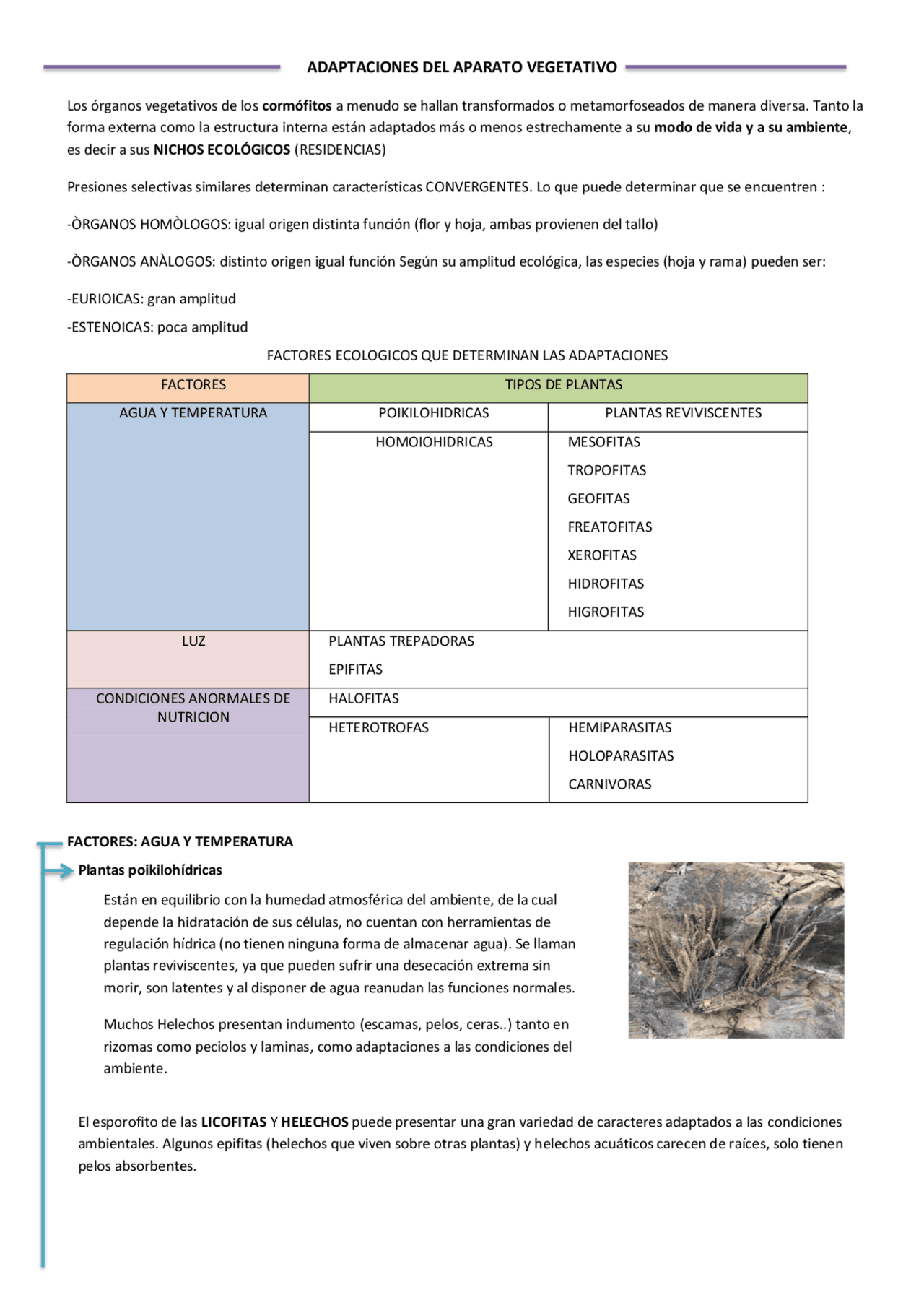 ADAPTACIONES DE LAS PLANTAS | Apuntes de Botánica y Agronomía | Docsity