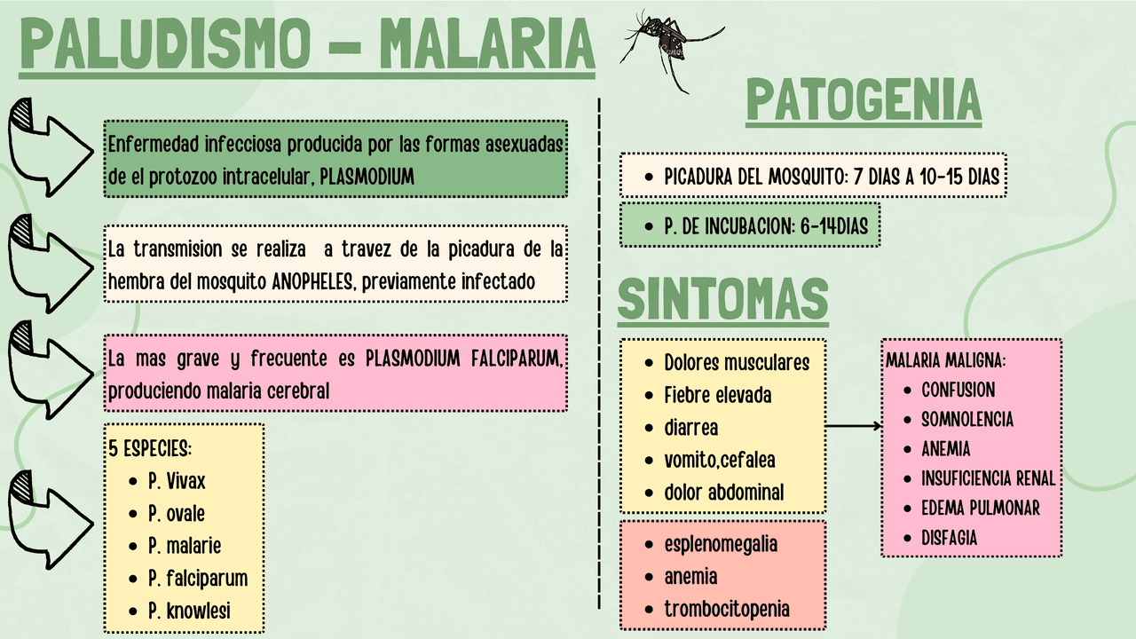 FISIOPATOLOGÍA DE PALUDISMO + caso clínico | Diapositivas de ...