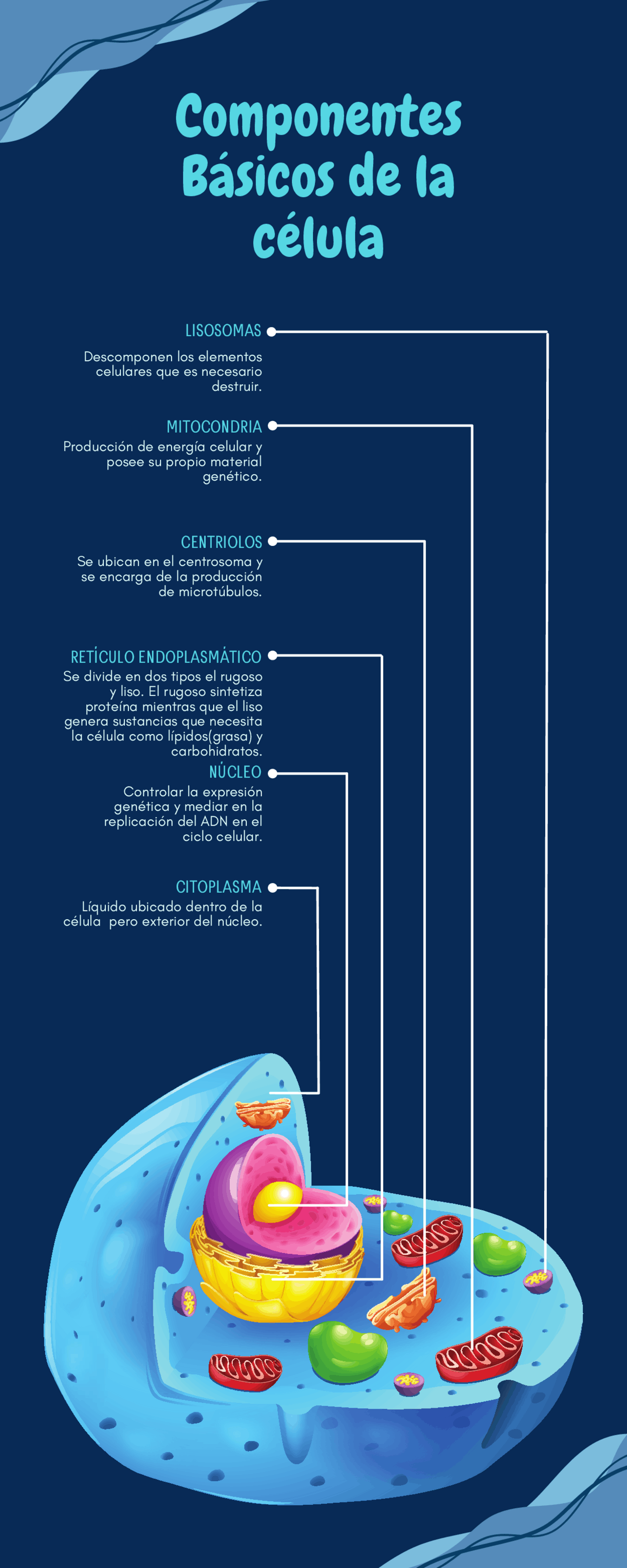 Que Es La Celula Humana Y Sus Partes Compartir Celular Célula Animal,