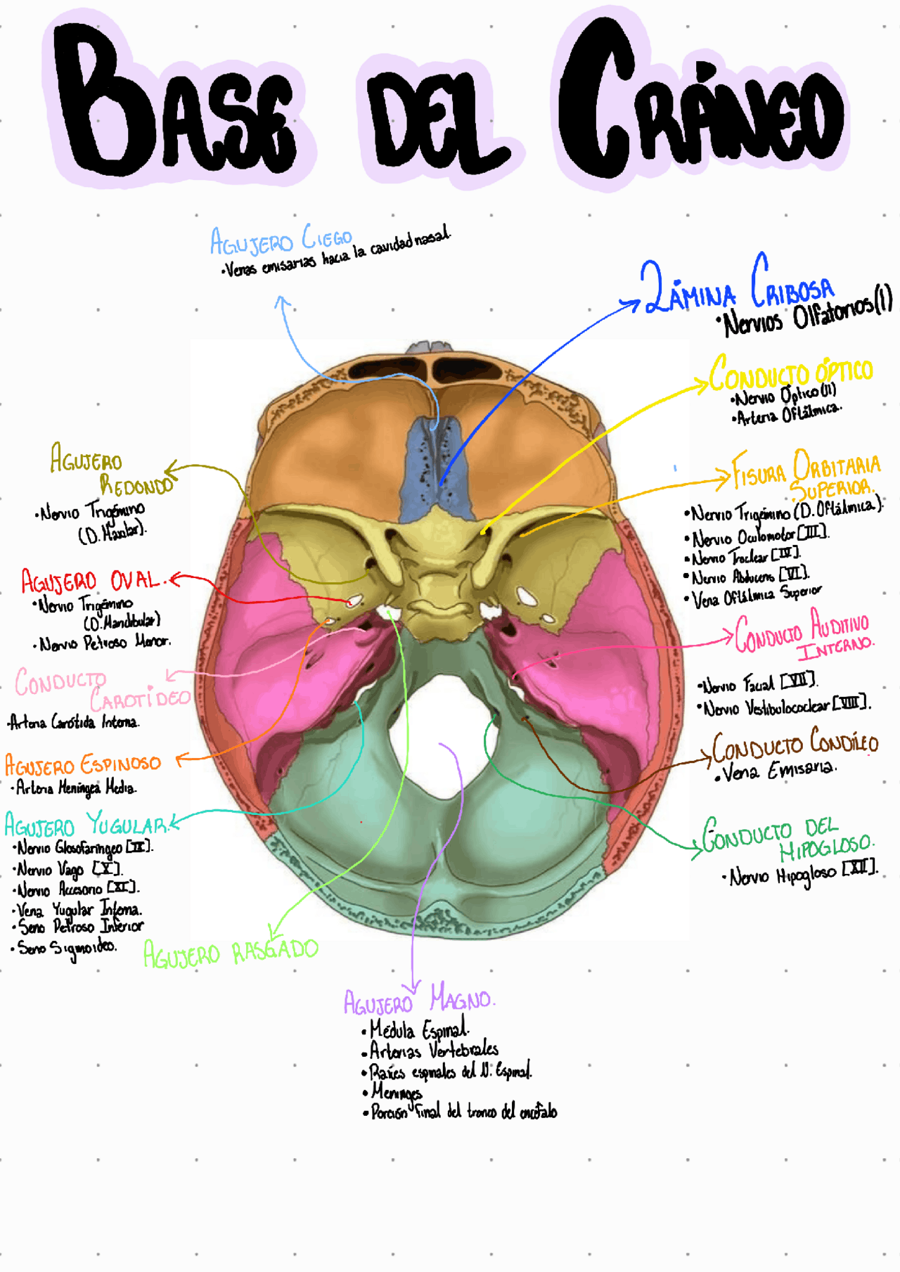 Base del cráneo y sus estructuras | Esquemas y mapas conceptuales de ...