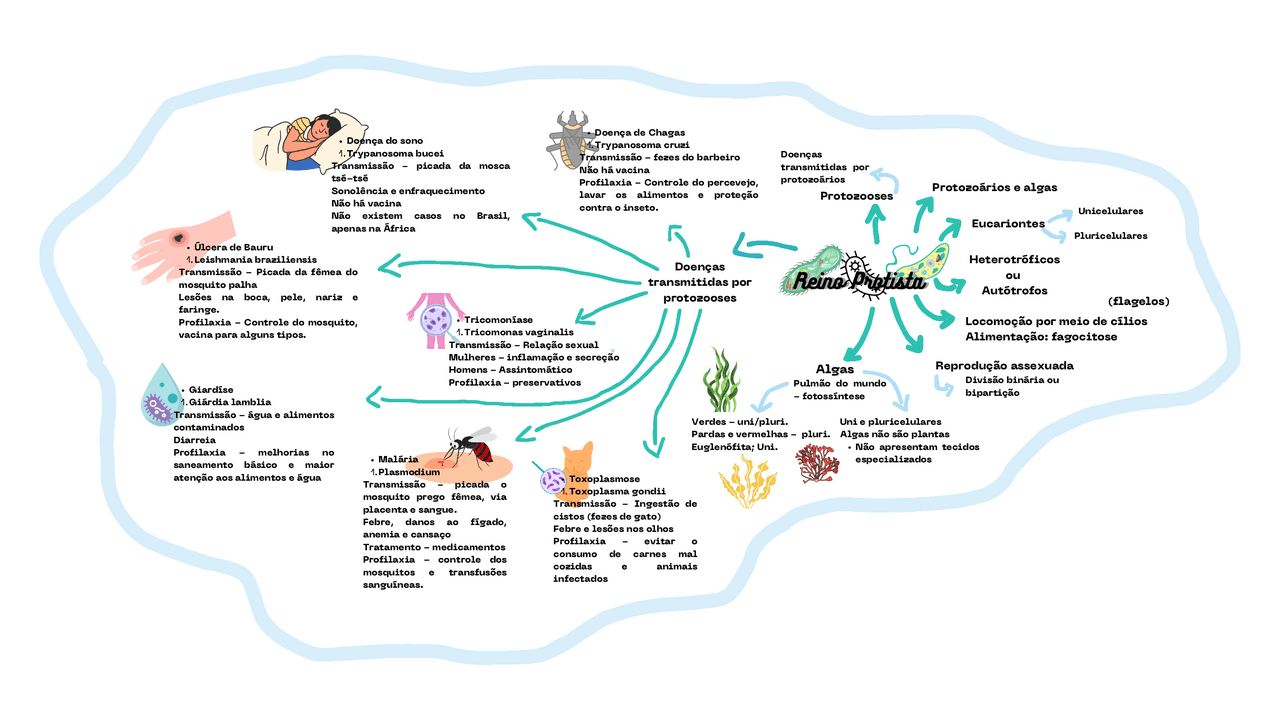 Mapa Conceitual Do Reino Protista