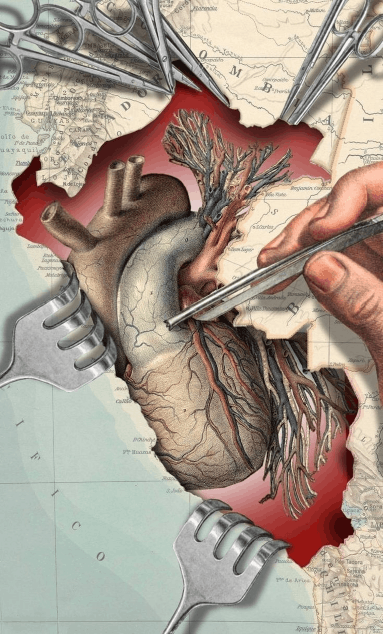 Disección de corazón | Apuntes de Anatomía | Docsity