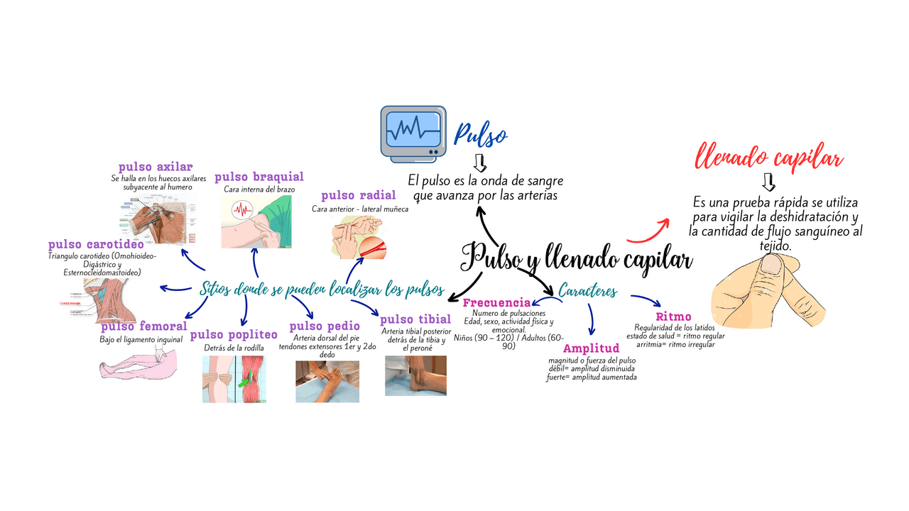 Características y localización del pulso en el cuerpo humano | Esquemas ...