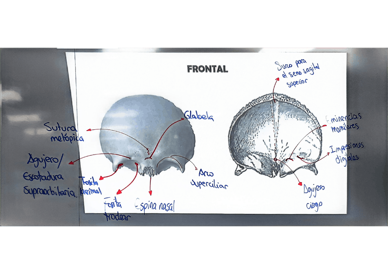 Huesos del craneo, y sus partes | Apuntes de Anatomía Aplicada | Docsity