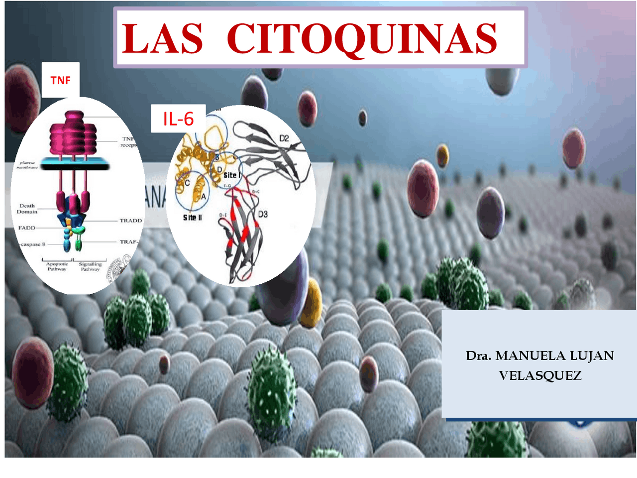 Las citoquinas: Proteínas clave en la comunicación del sistema inmune ...
