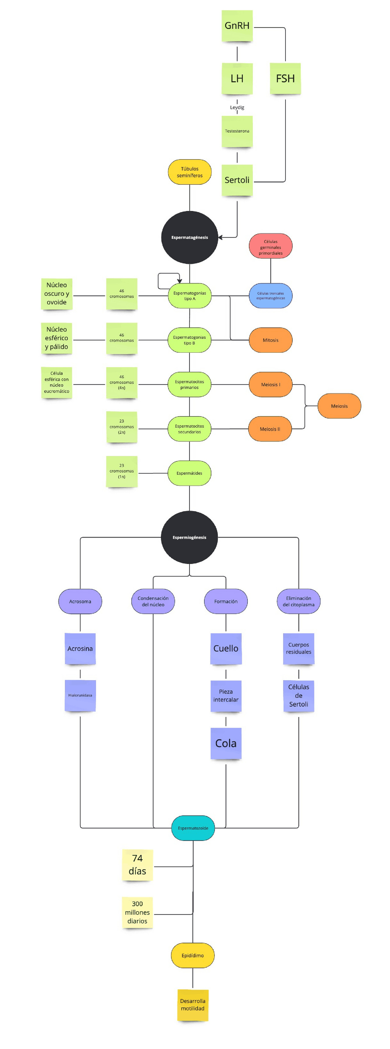 Mapa conceptual de espermatogénesis | Esquemas y mapas conceptuales de Sistemas Biológicos | Docsity