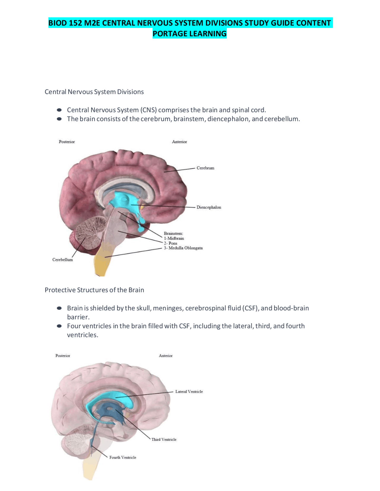 Central Nervous System Divisions and Functions | Exams Nursing | Docsity