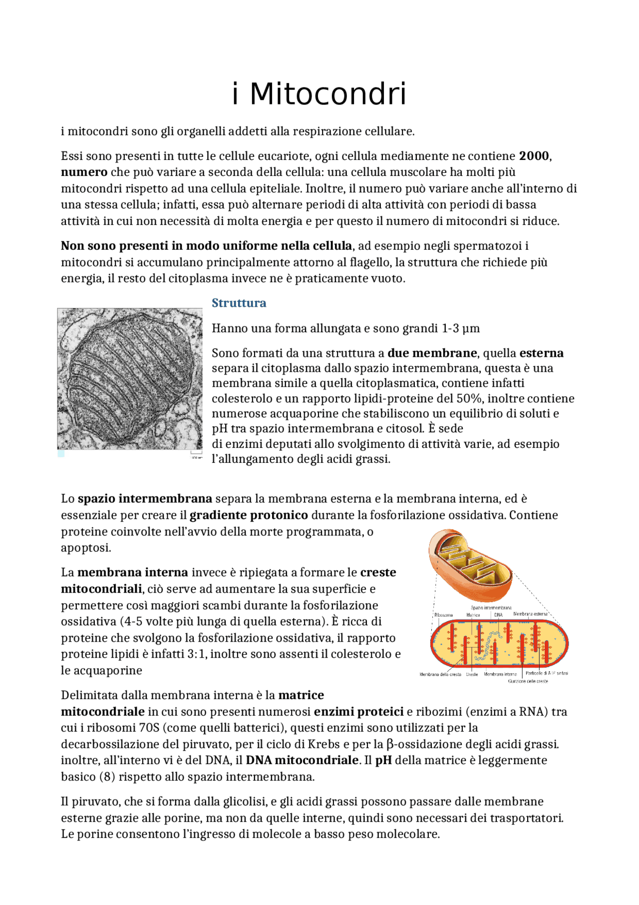 Struttura Mitocondriale Respirazione Cellulare
