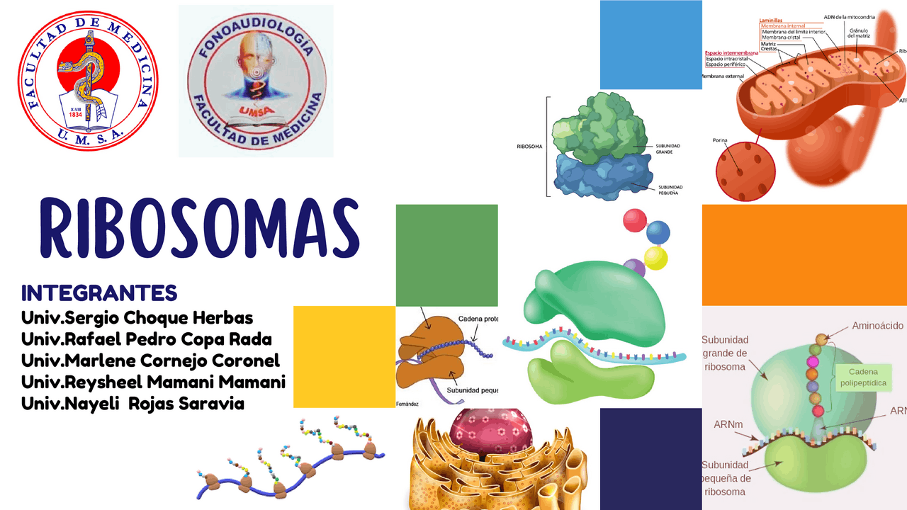 Ribosomas Que Es Respuesta A @shots_de_biofisica Ribosomas. En Este