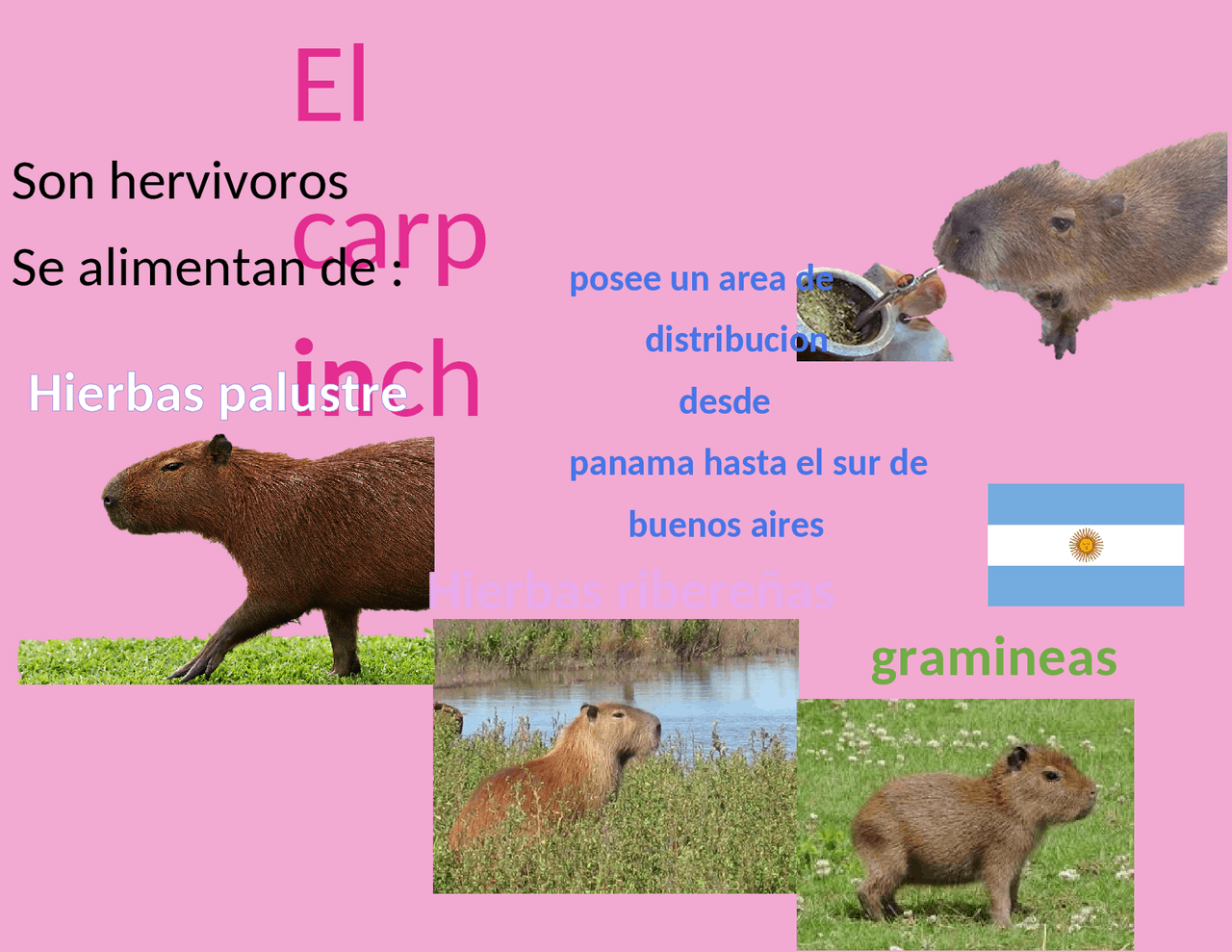 Carpinchos información | Guías, Proyectos, Investigaciones de Lenguaje ...