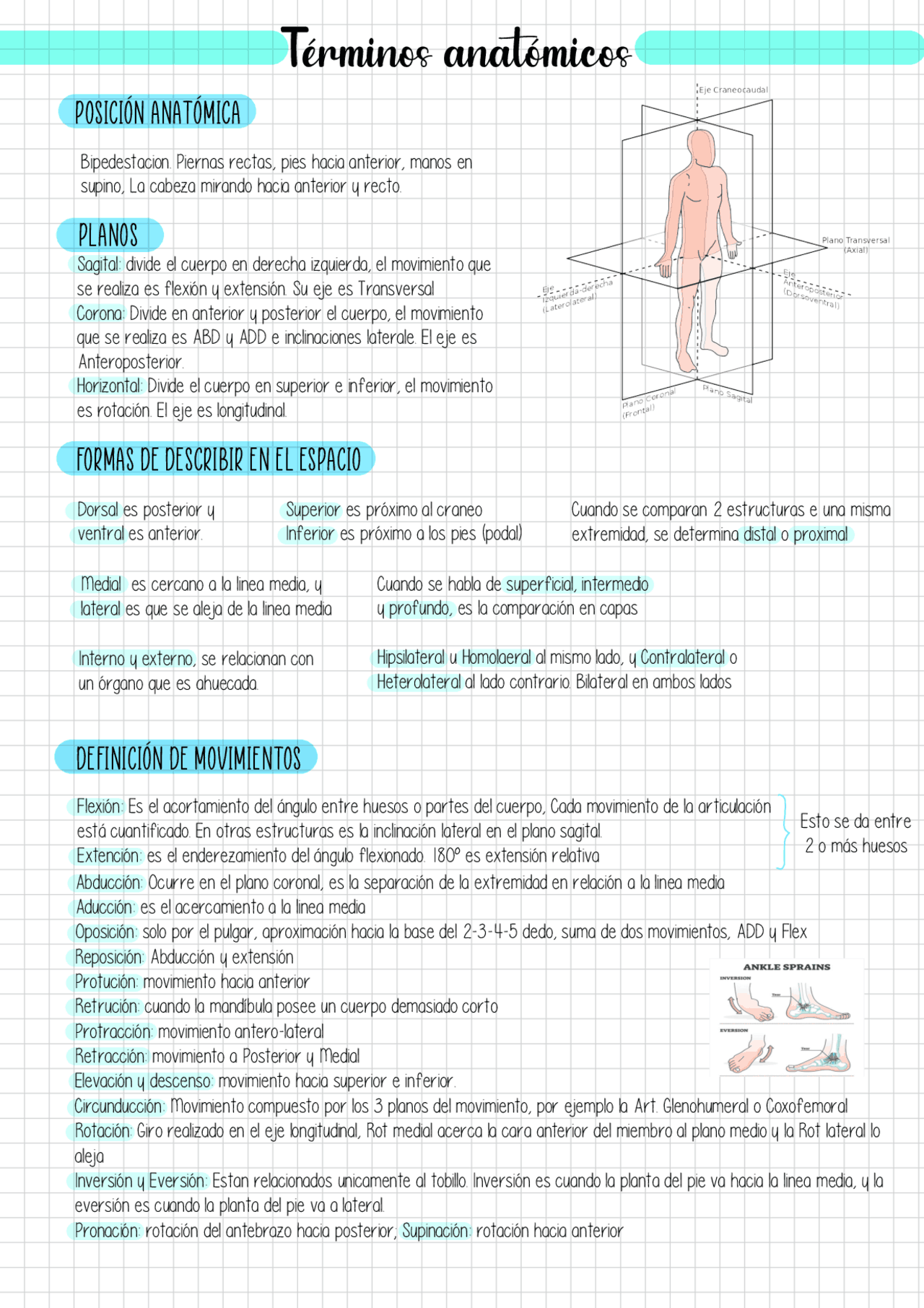 Términos Anatómicos: Posición Anatómica, Planos y Movimientos | Apuntes ...