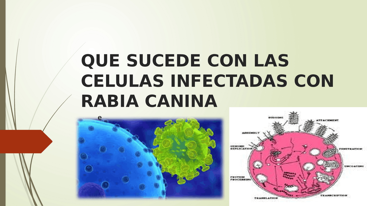 Infección por el virus de la rabia en células caninas | Guías ...