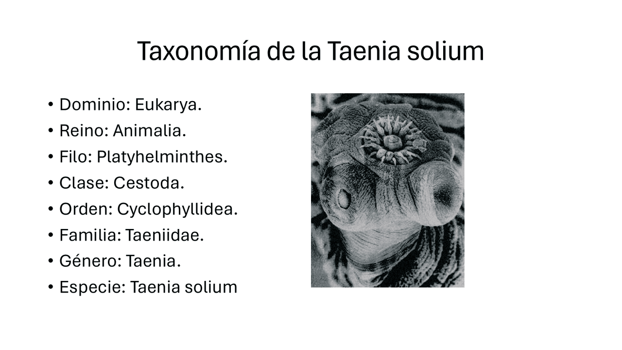 Taenia solium resumen | Apuntes de Parasitología | Docsity