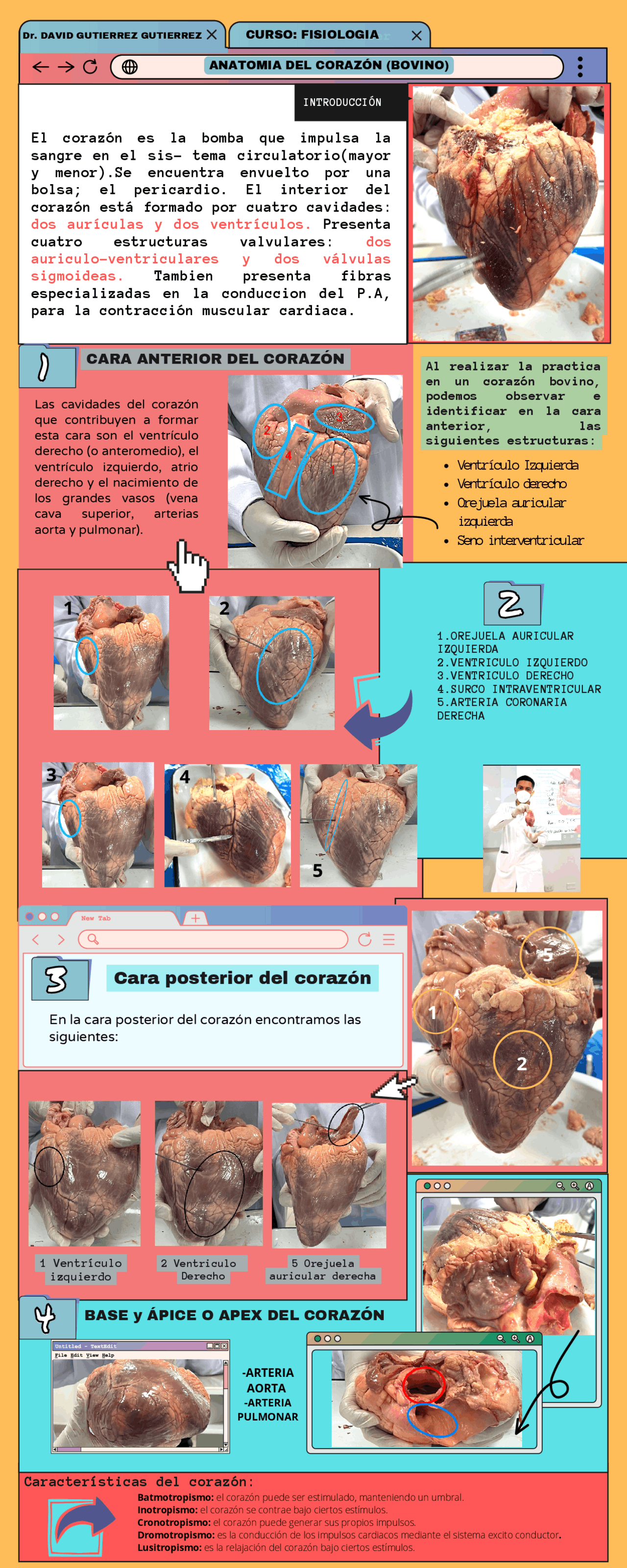 Anatomía Del Corazón Bovino Corazón De Bovino Stock Photos, Royalty