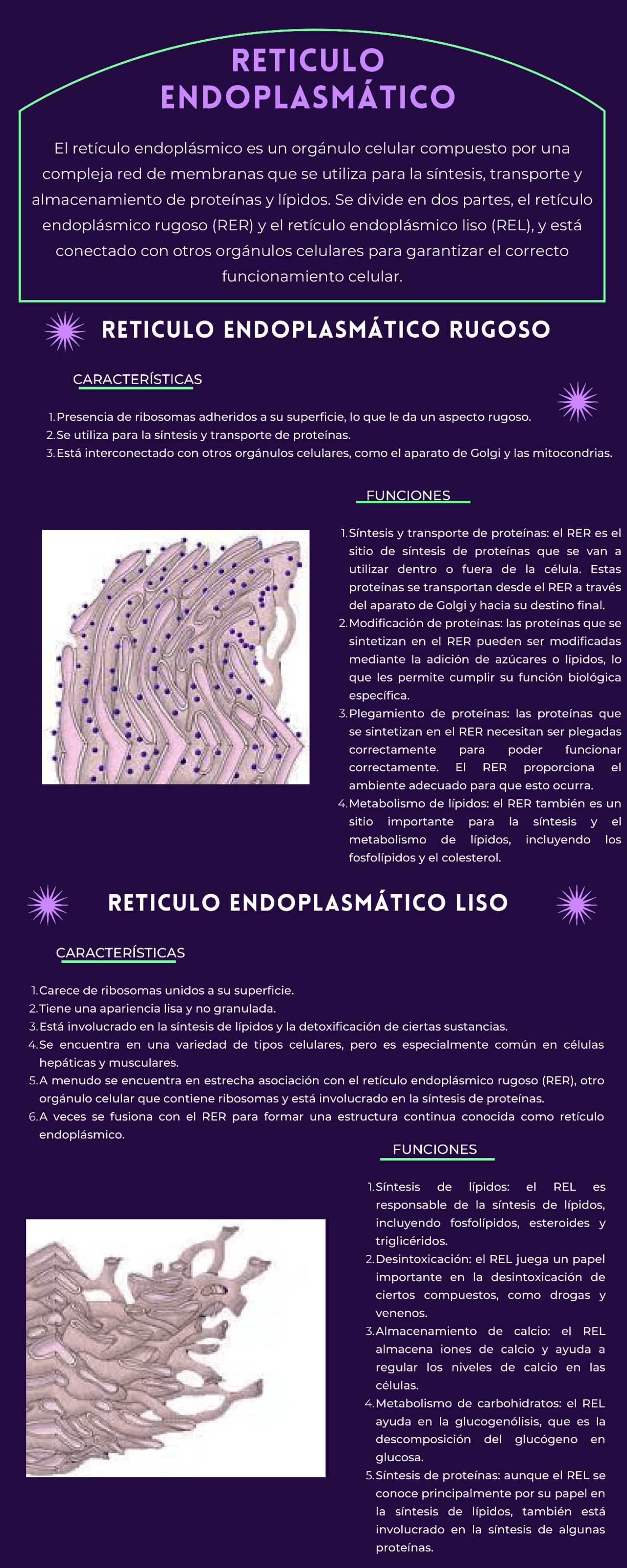 Que Es El Reticulo Endoplasmatico Tipos Y Funcion Significados Images