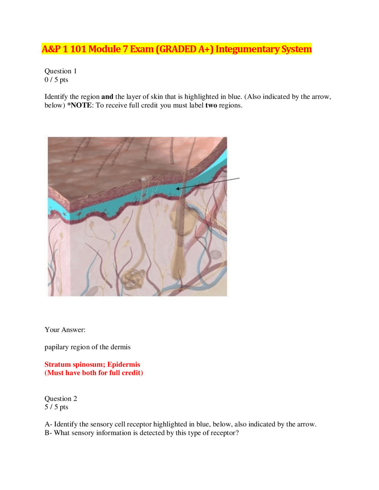 A&P 1 101 Module 7 Exam (GRADED A+) Integumentary System- Portage ...