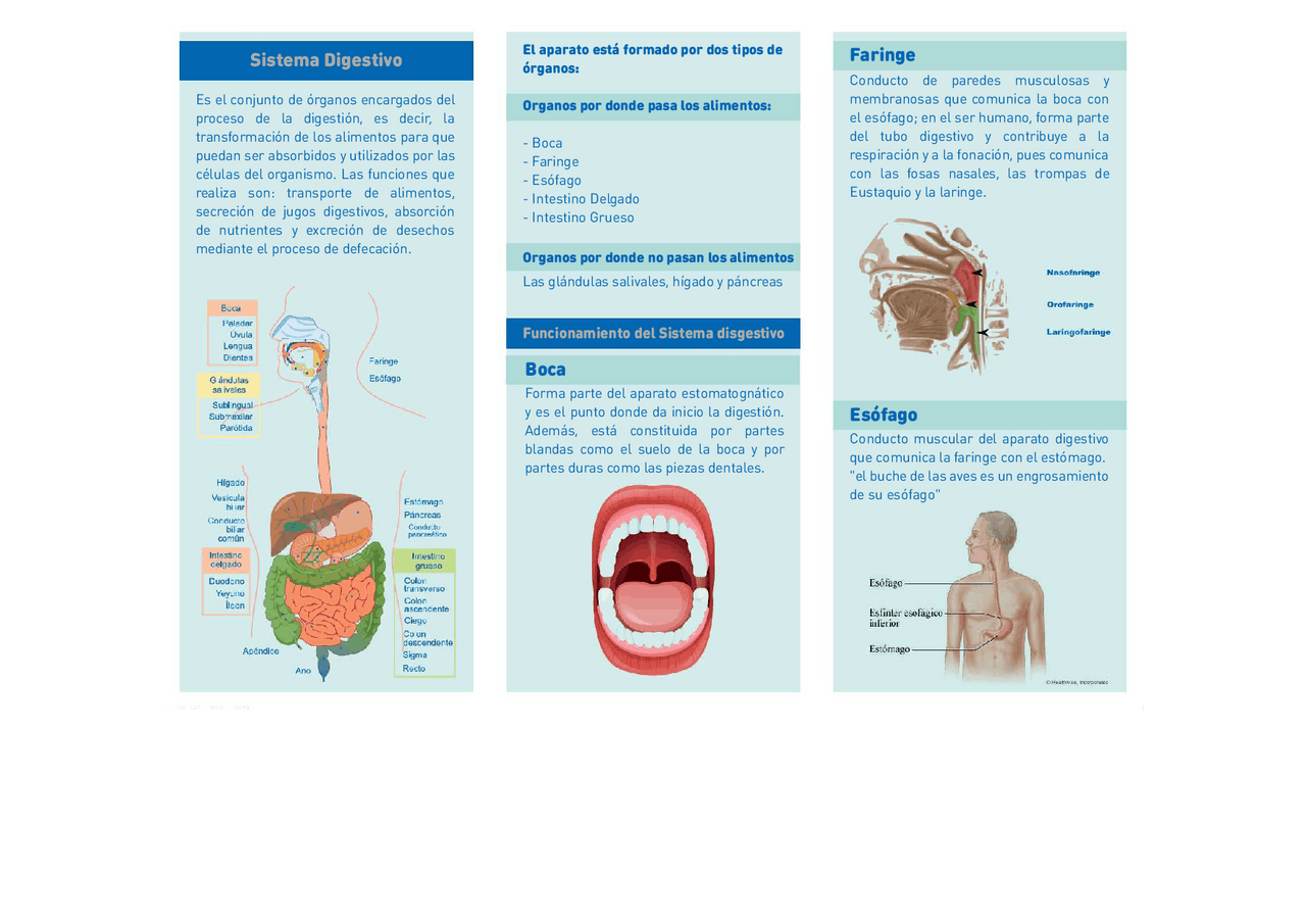 triptico del sistema | Esquemas y mapas conceptuales de Biología | Docsity