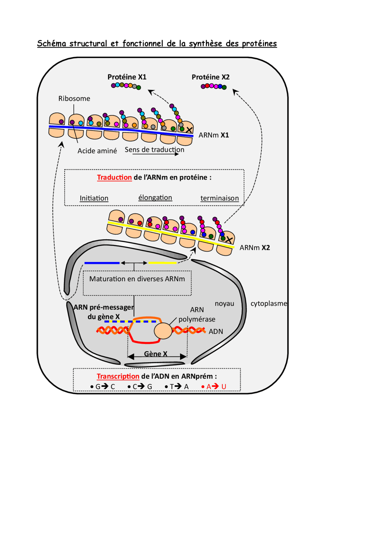 enseignement de la spécialité svt 1ere générale | Schémas Sciences de ...