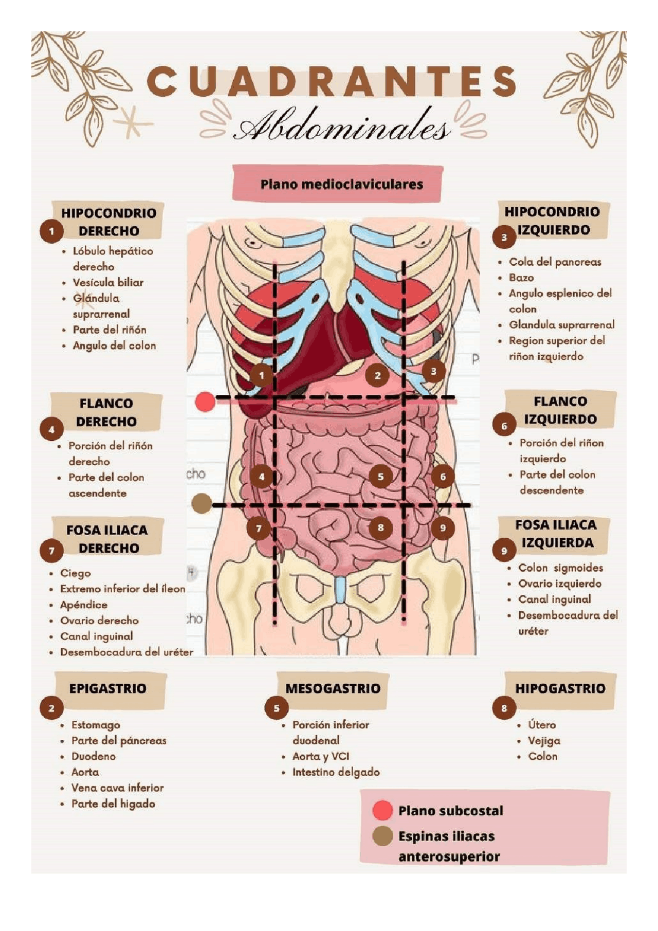 Anatomía De Las Divisiones Abdominales Regiones Abdominales: