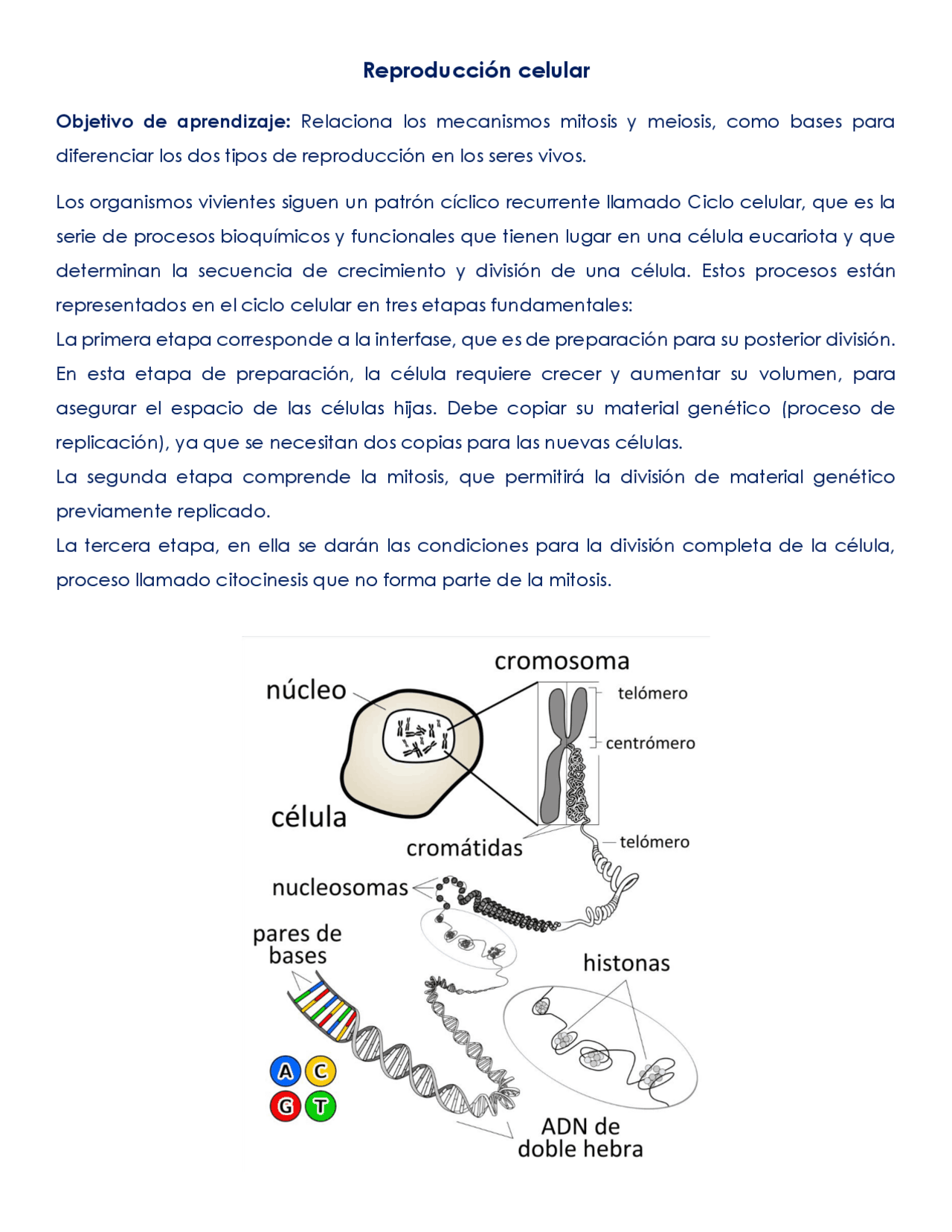 El ciclo celular y los procesos de división celular: mitosis y meiosis ...