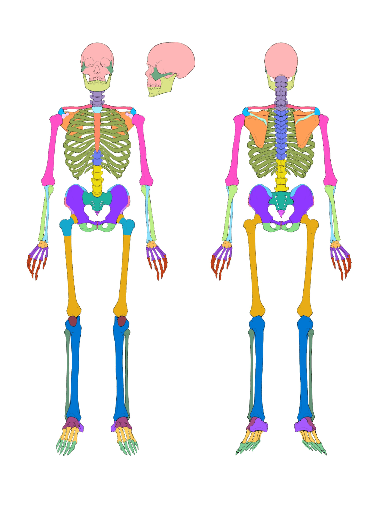 Anatomy model for whole human structure | Cheat Sheet Cognitive ...