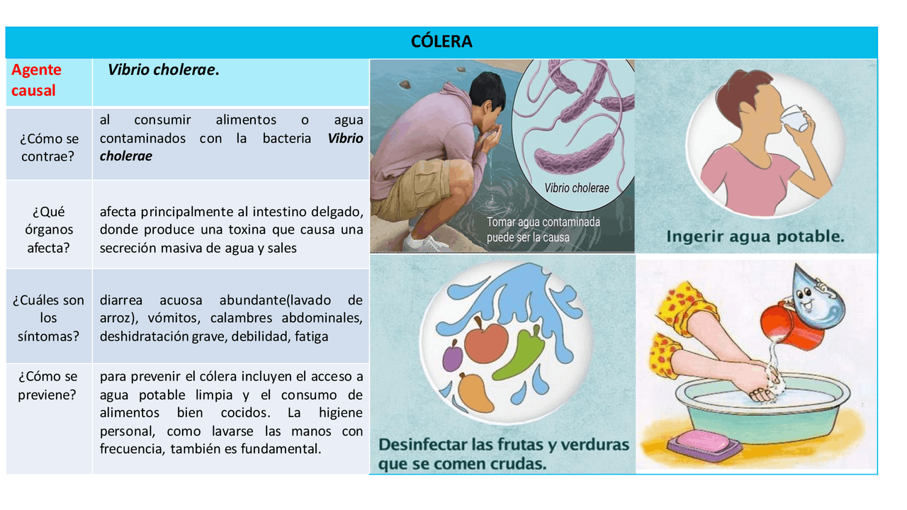 Enfermedad Del Cólera