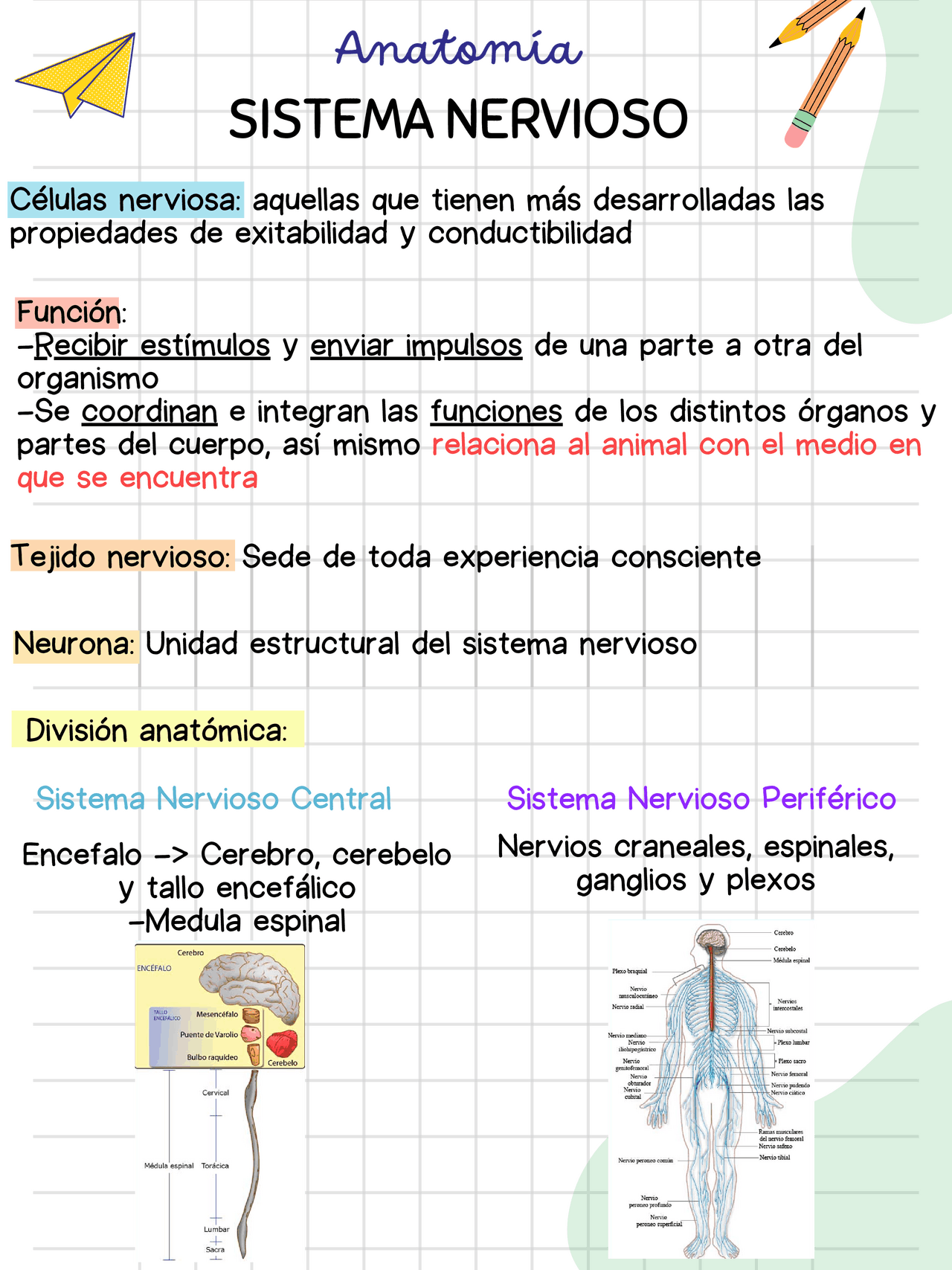 Anatomía De La Médula Espinal Del Perro Sistema Nervioso Parte 1