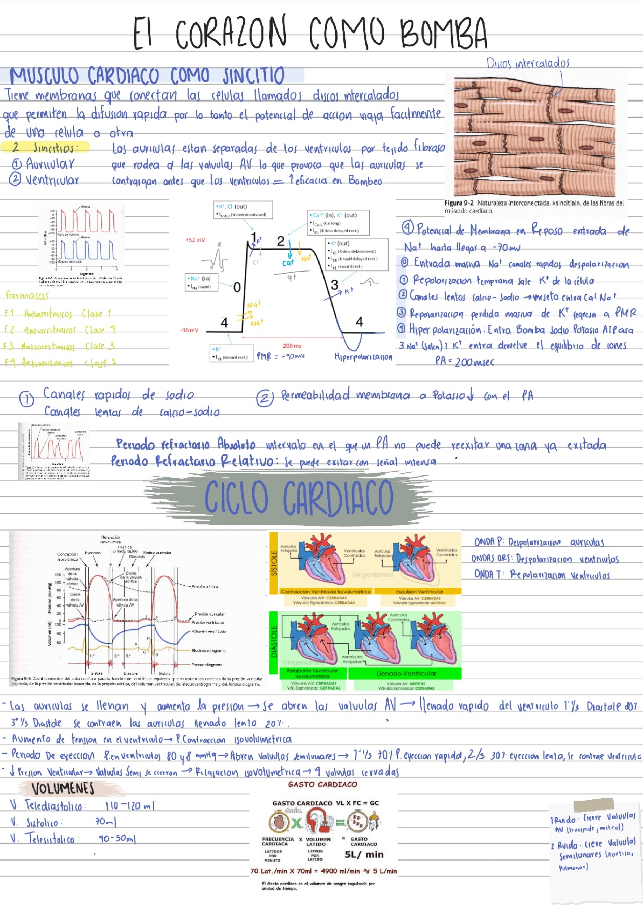 El corazón como bomba | Apuntes de Fisiología | Docsity