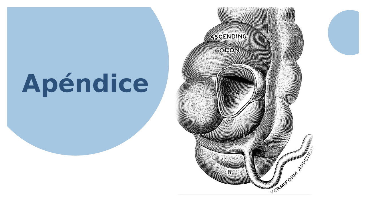 apendice anatomia quirurgica | Diapositivas de Medicina | Docsity