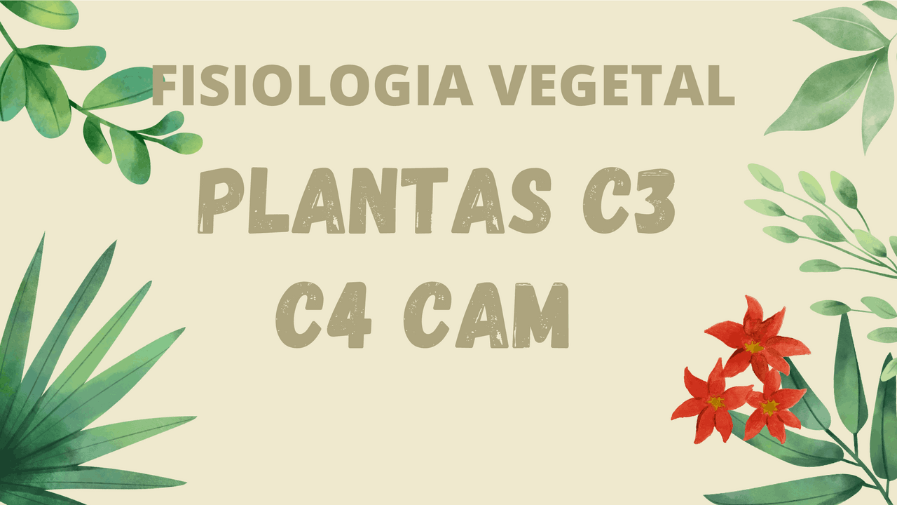 Plantas C3 , C4 e CAM | Slides Fisiologia vegetal | Docsity