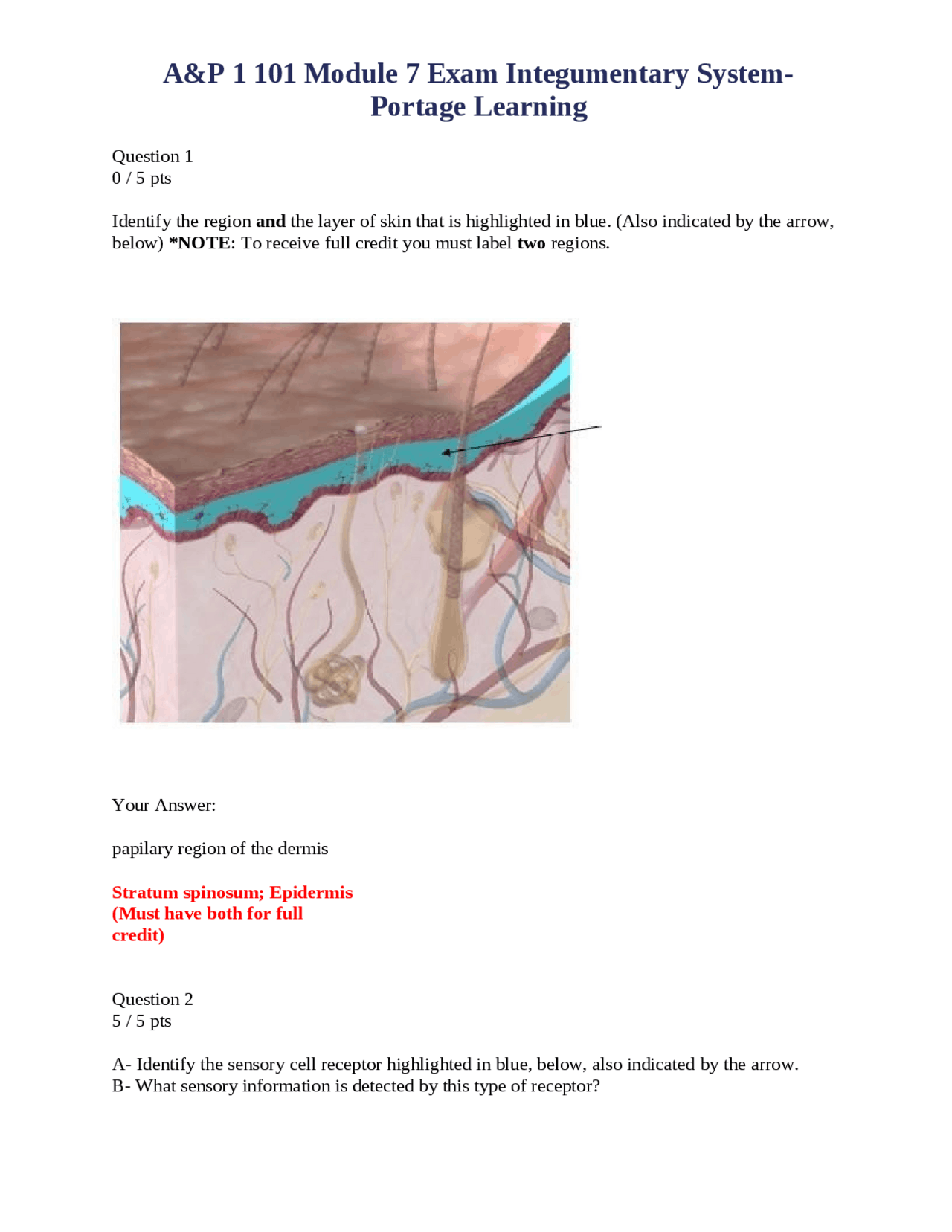 A&P 1 101 Module 7 Exam Integumentary System- Portage Learning.docx ...