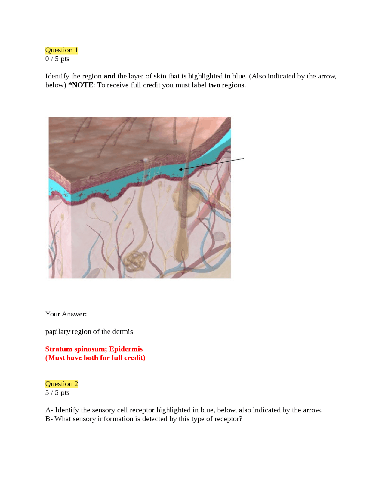 A&P 1 101 Module 7 Integumentary system Exam Q & Answers(New, 2023-2024 ...