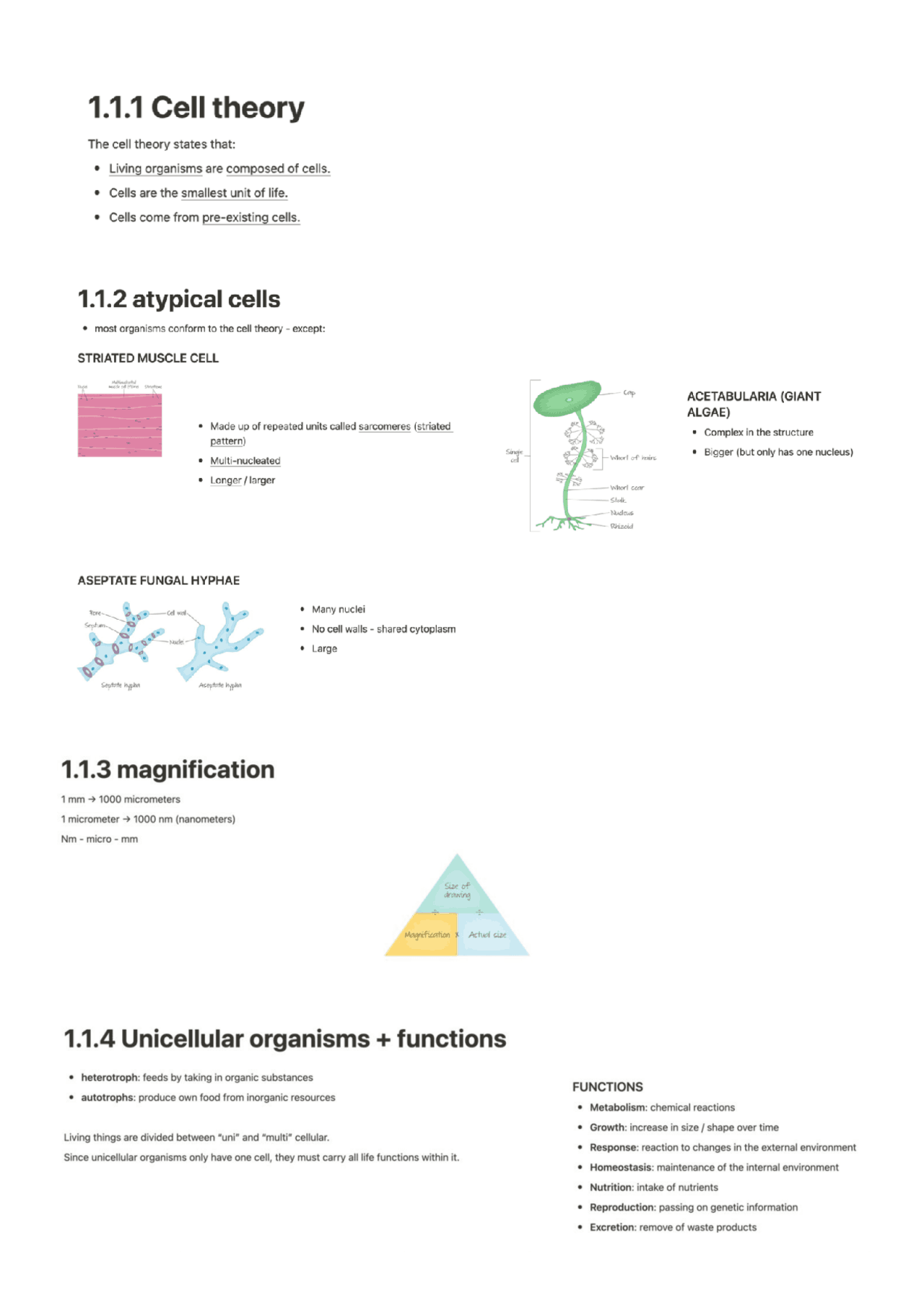 IB Cell Biology Unit 1 Notes HL & SL | Study notes Biology | Docsity