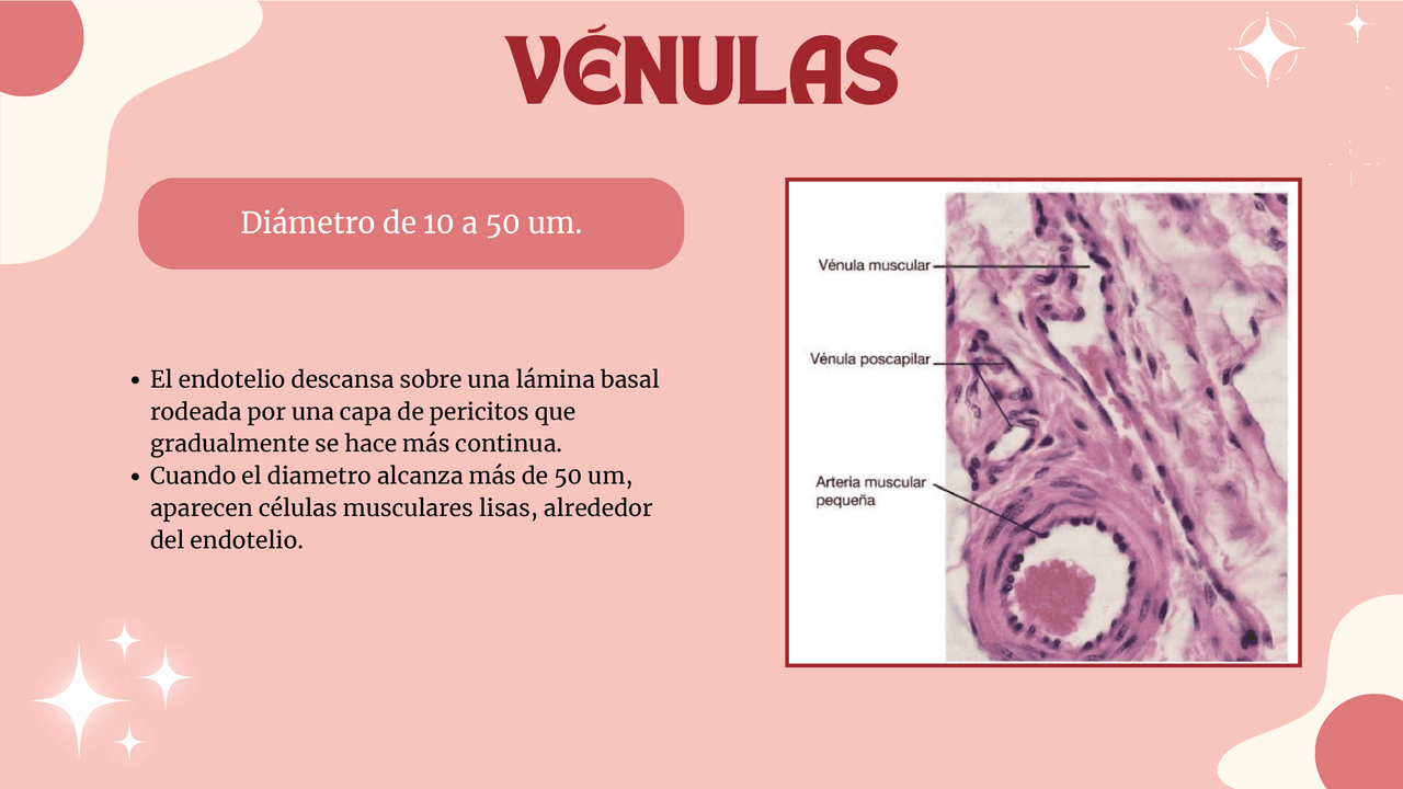 Histología Del Endotelio Resumen: MICROCIRCULACIÓN | Histología De