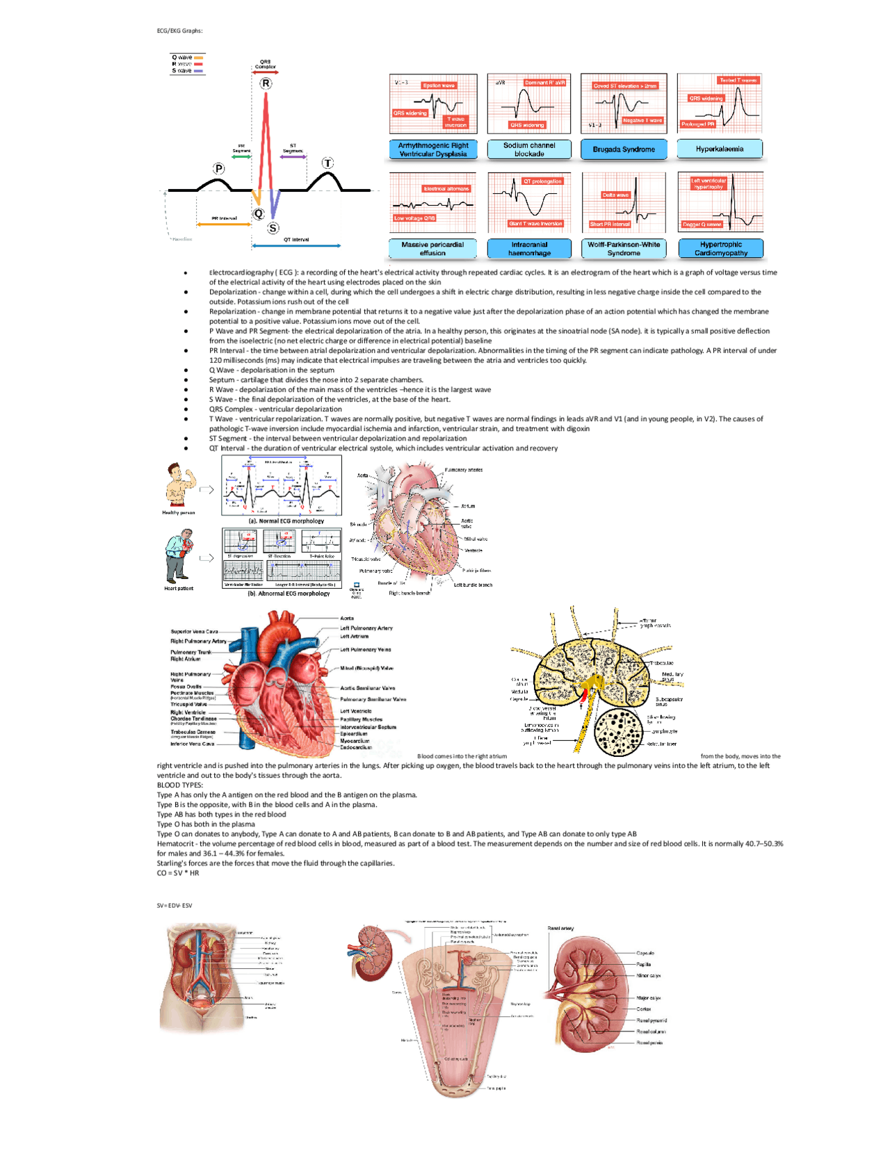 Anatomy and Physiology Cheat Sheet Scioly 2024 | Cheat Sheet Anatomy ...