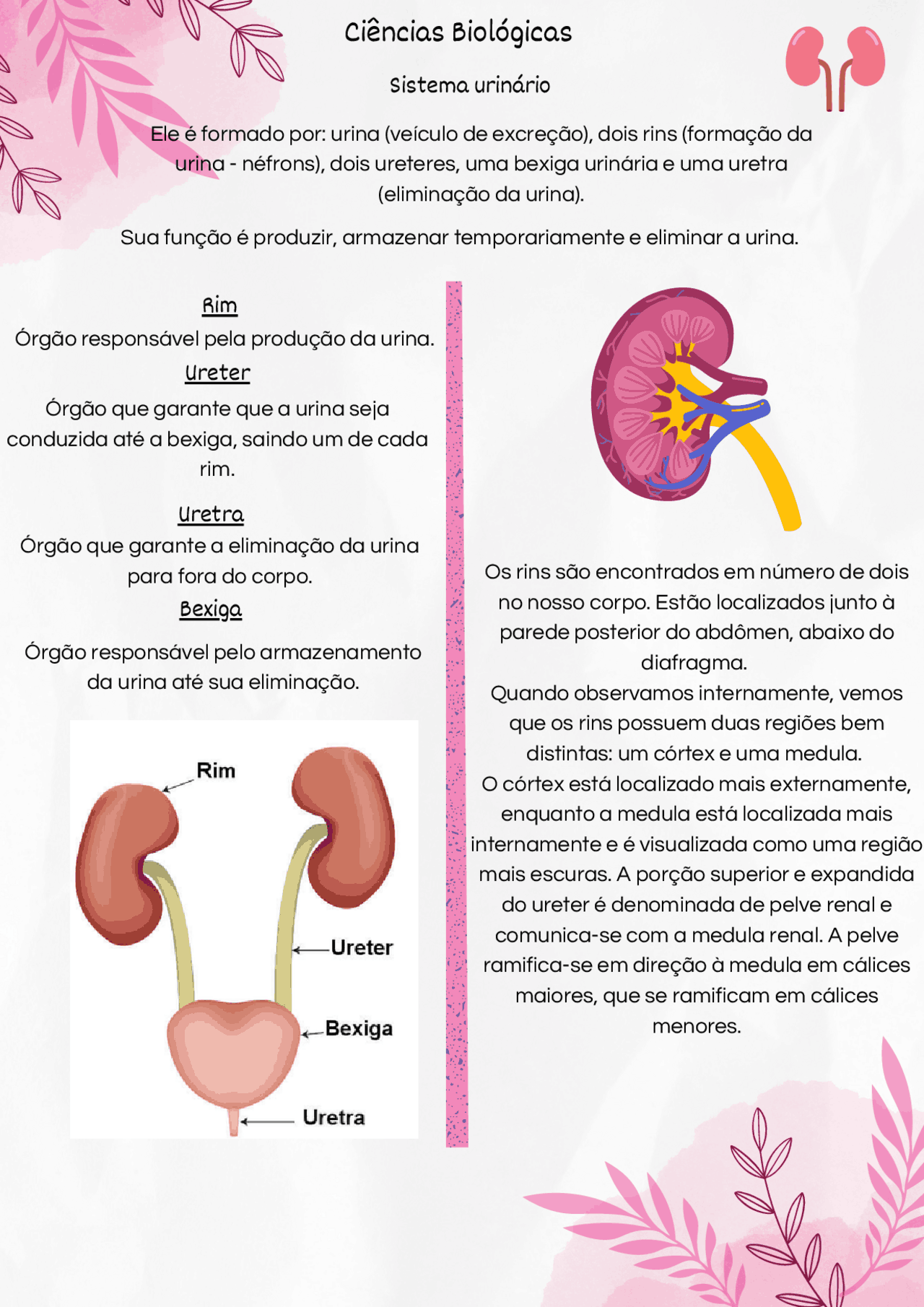 Sistema Urinário: Estrutura, Função e Diferenças de Gênero | Esquemas ...