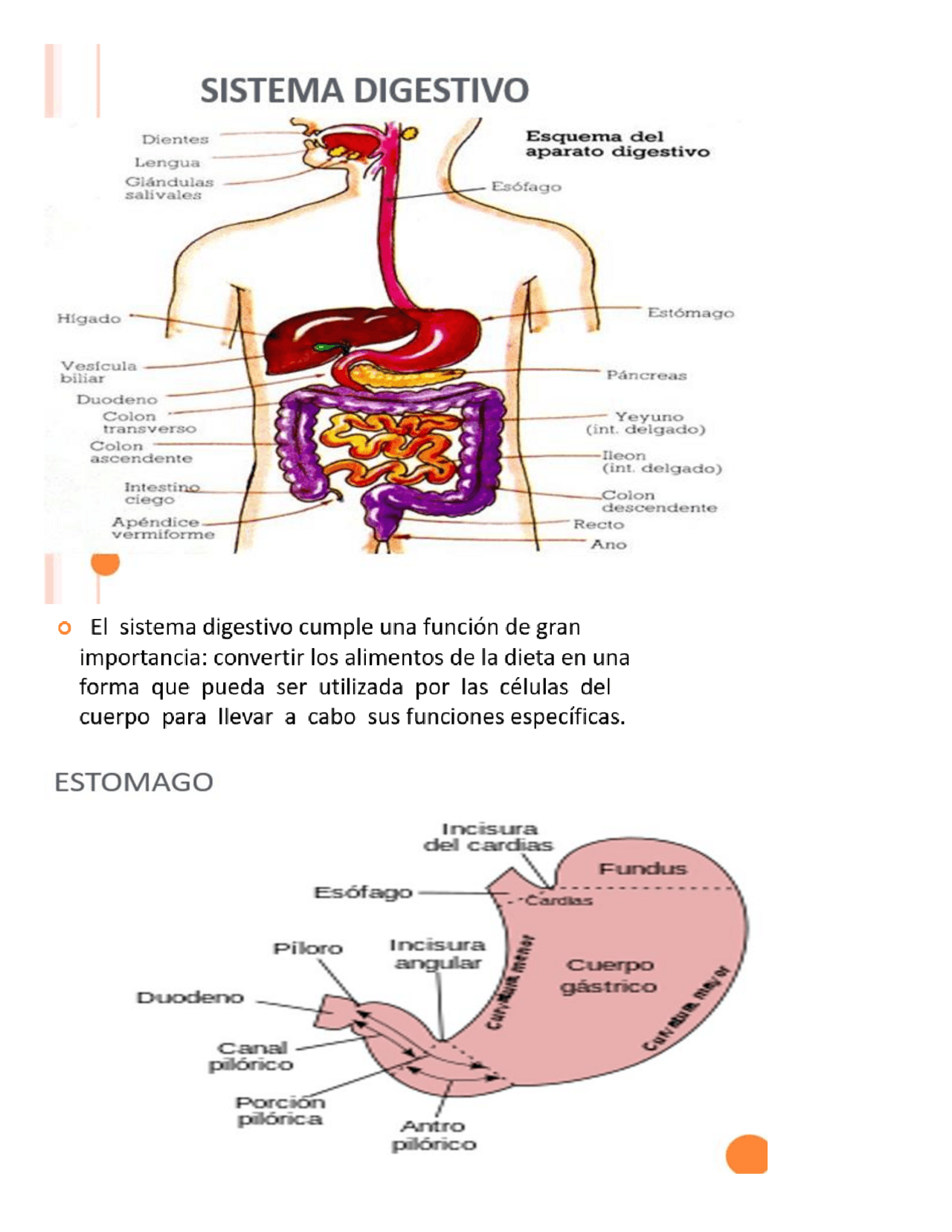 sistema digestivo, estomago y esofago | Guías, Proyectos ...