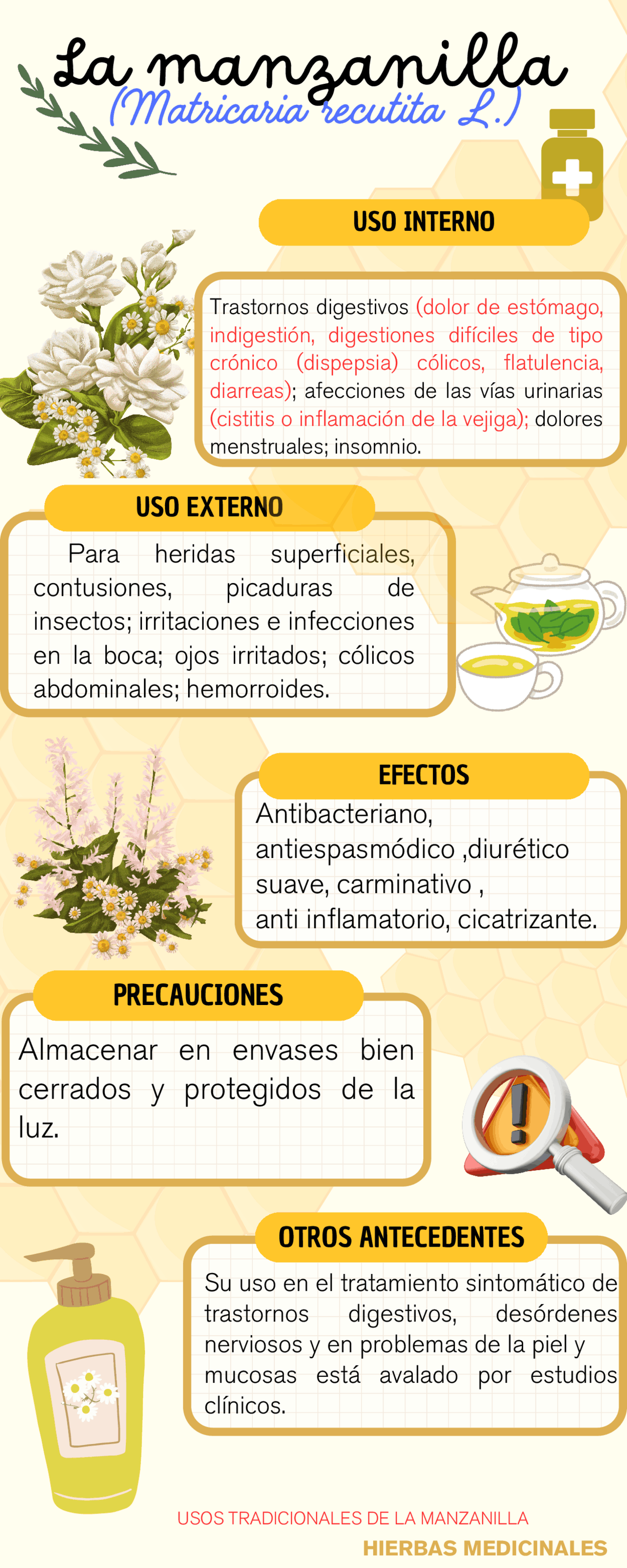 Plantas medicinales (La manzanilla) | Esquemas y mapas conceptuales de ...