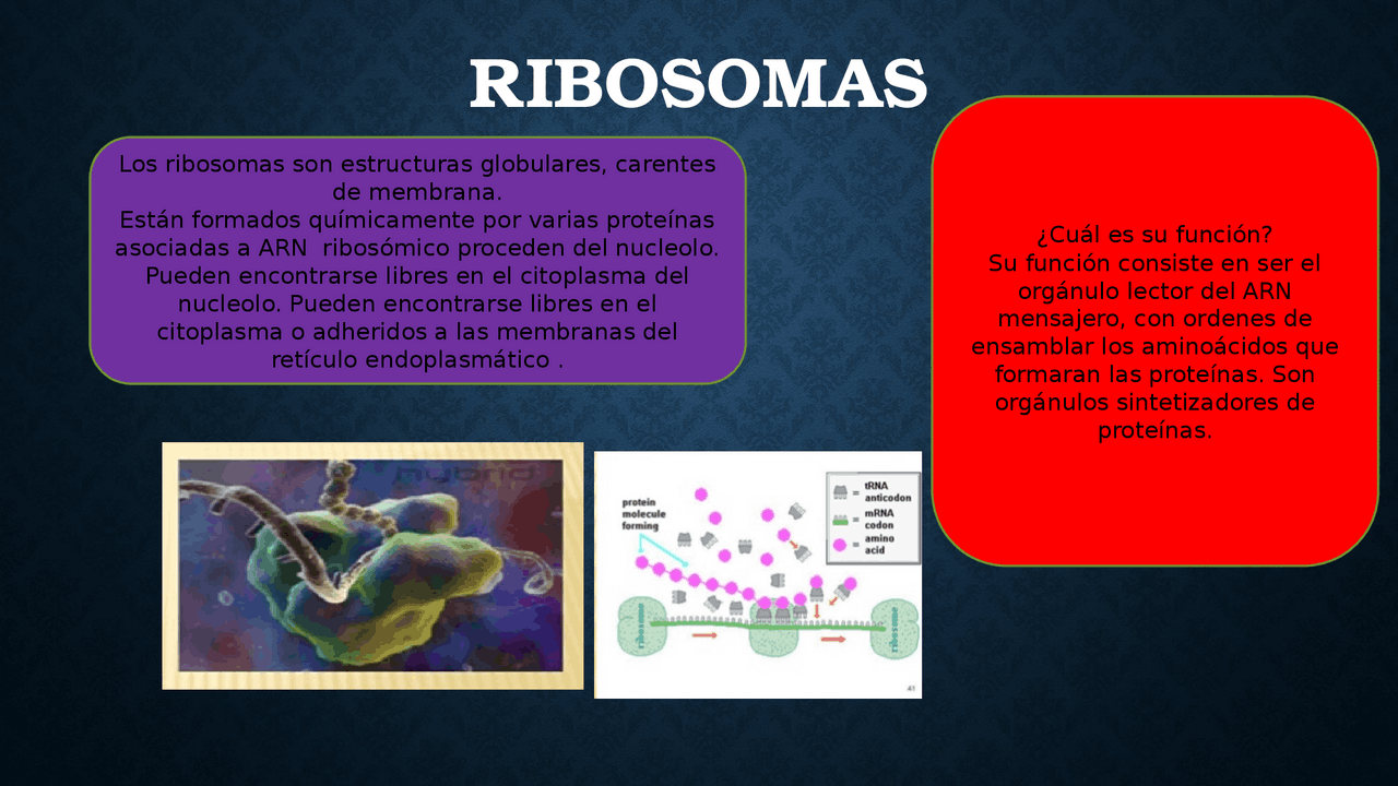 Ribosomas Que Es Respuesta A @shots_de_biofisica Ribosomas. En Este