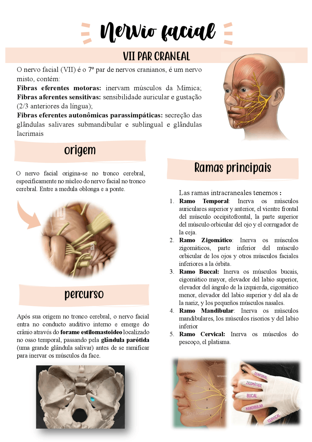 resumo do nervo facial, VII par craneal, nervos craneais, pares ...
