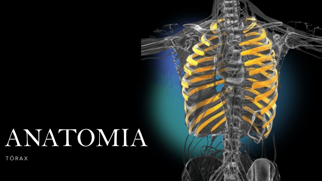 Anatomía del tórax | Diapositivas de Anatomía | Docsity