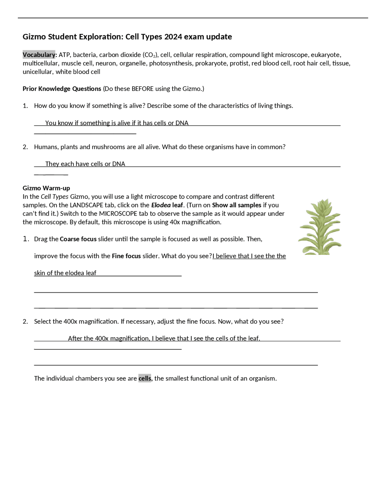 Gizmo Student Exploration: Cell Types 2024 exam update | Exams Nursing ...