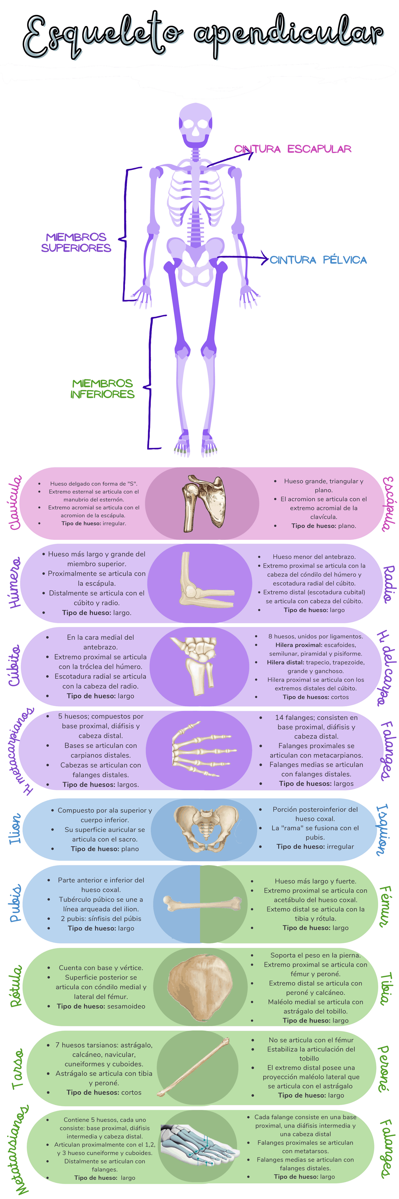esqueleto apendicular | Esquemas y mapas conceptuales de Anatomía | Docsity