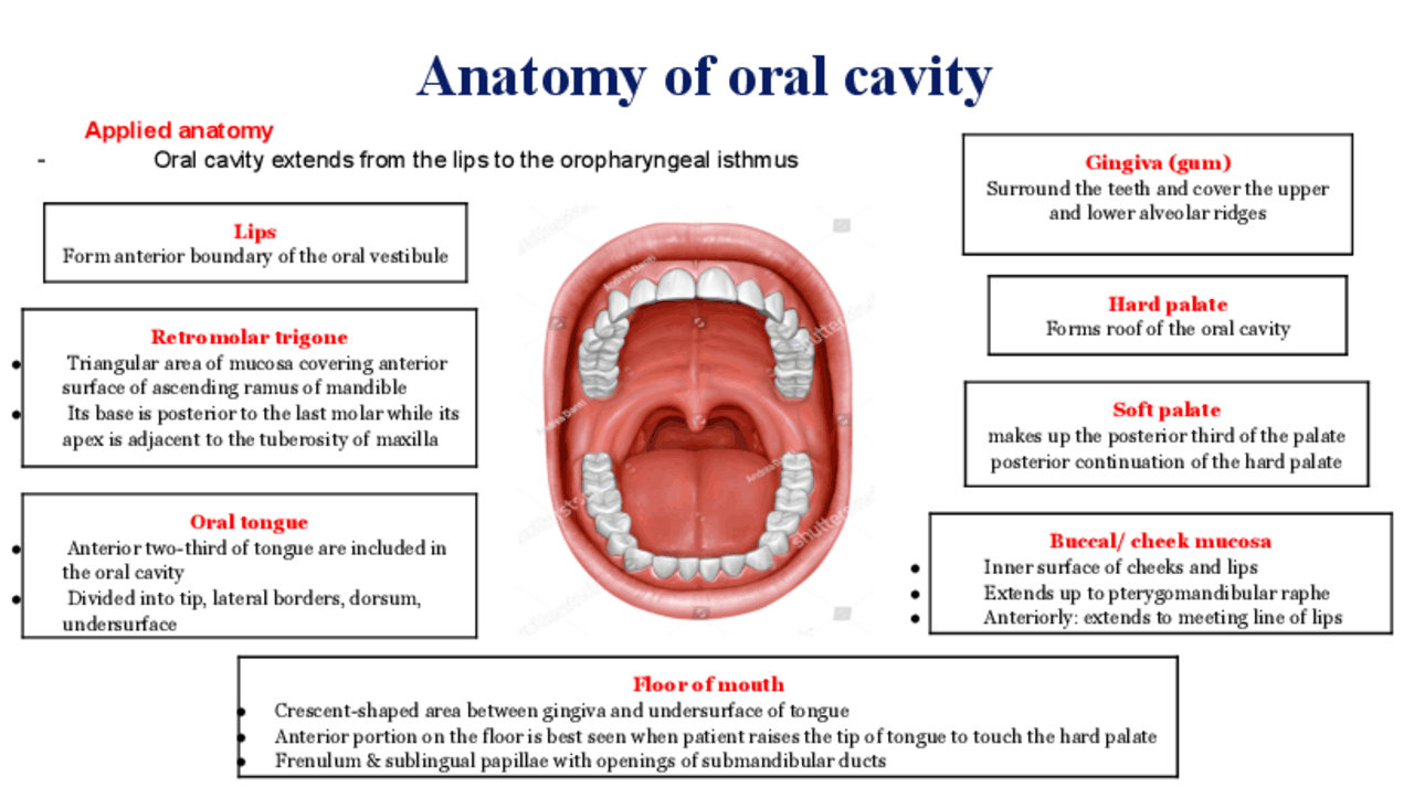 Pharyngitis: Causes, Symptoms, and Management | Schemes and Mind Maps ...