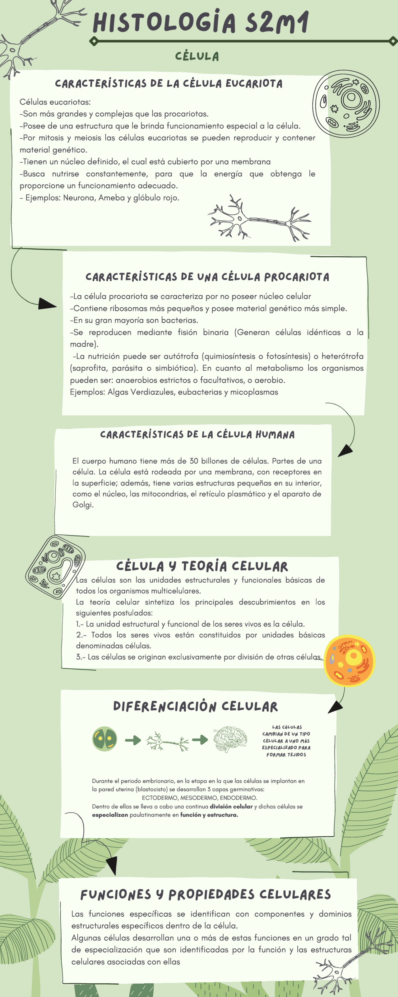 Histologia infografia | Study notes Infectiology | Docsity