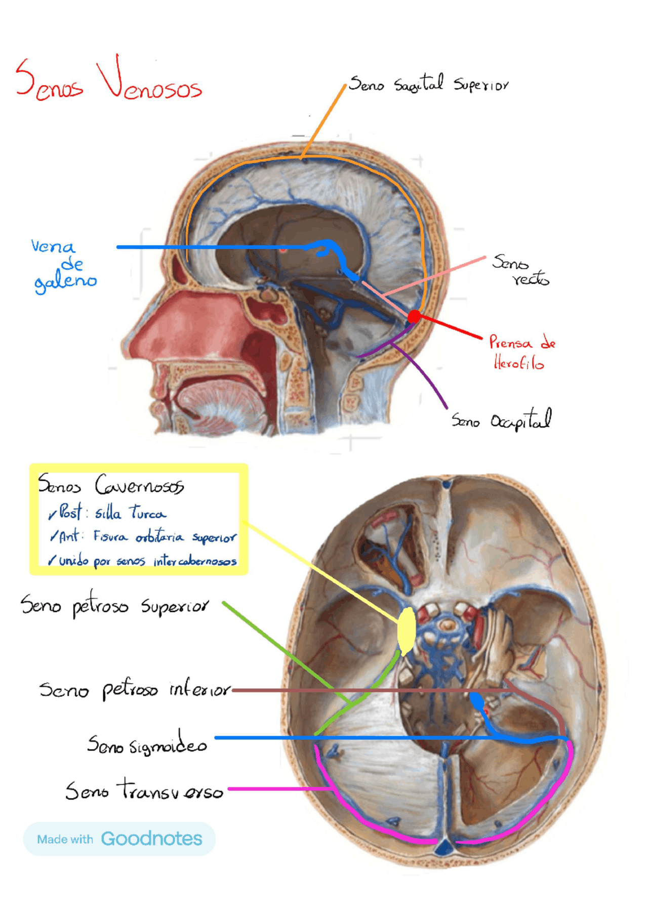 Anatomía Del Seno Venoso Dural